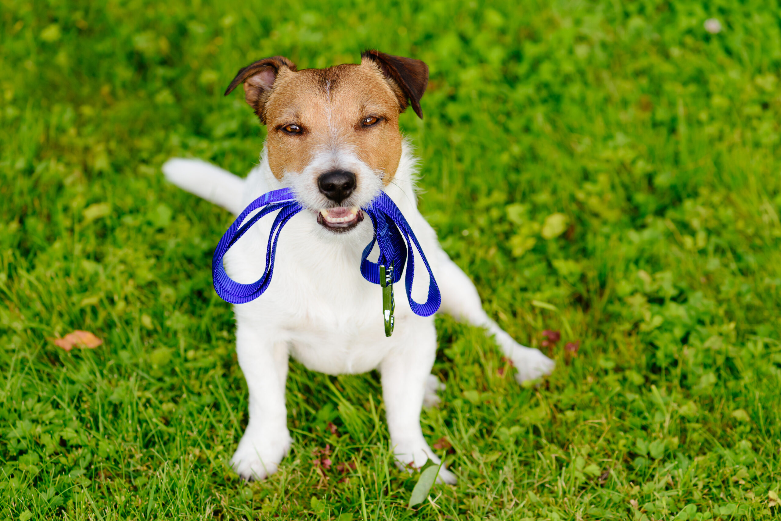 Benefits of Dog Training | Springdale Pet Ranch