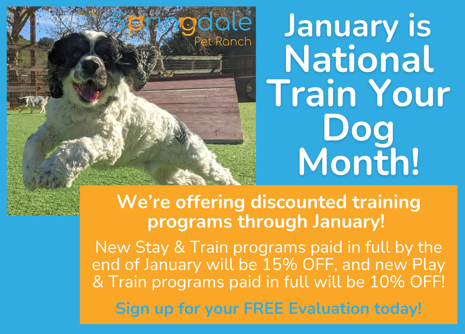 Dog Boarding Arroyo Grande - Springdale Pet Ranch